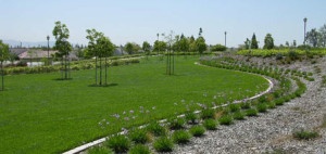 Hydroseeding in Southern California | Canyon Hydroseeding