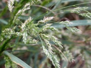 Seashore Bent Grass Hydroseeding