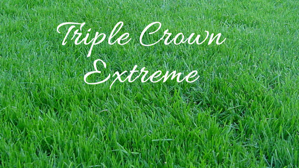 Drought Tolerant Turf Options - California